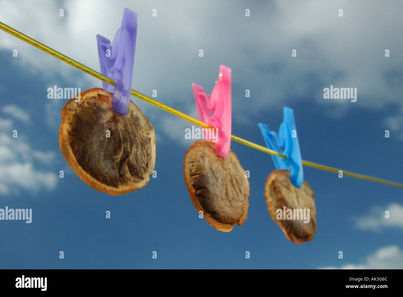Tea Bags Drying on a washing line for re use Stock Photo - Alamy