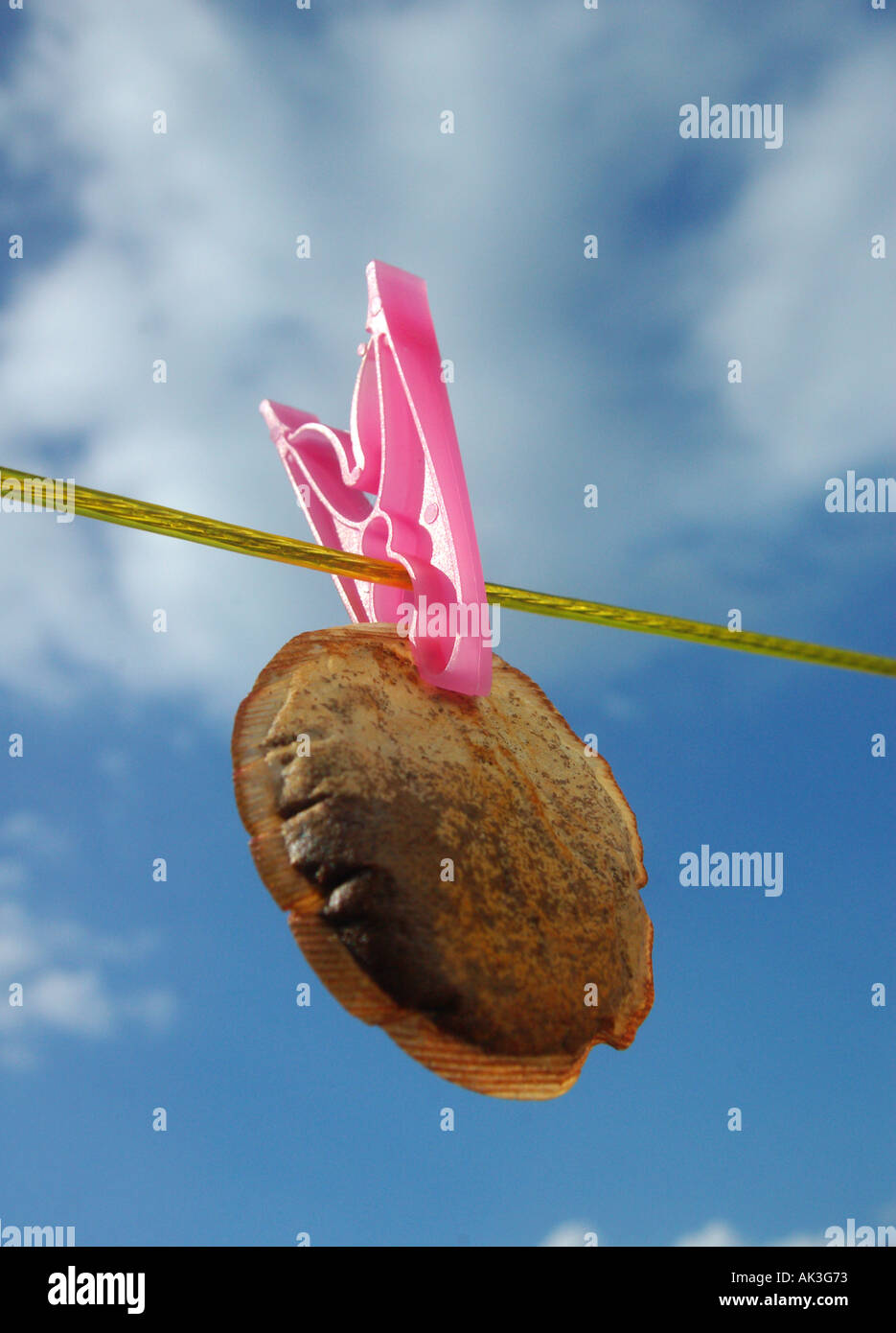 Tea Bags Drying on a washing line for re use Stock Photo - Alamy