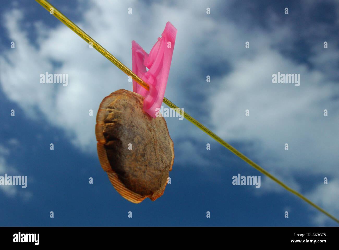 Tea Bags Drying on a washing line for re use Stock Photo - Alamy