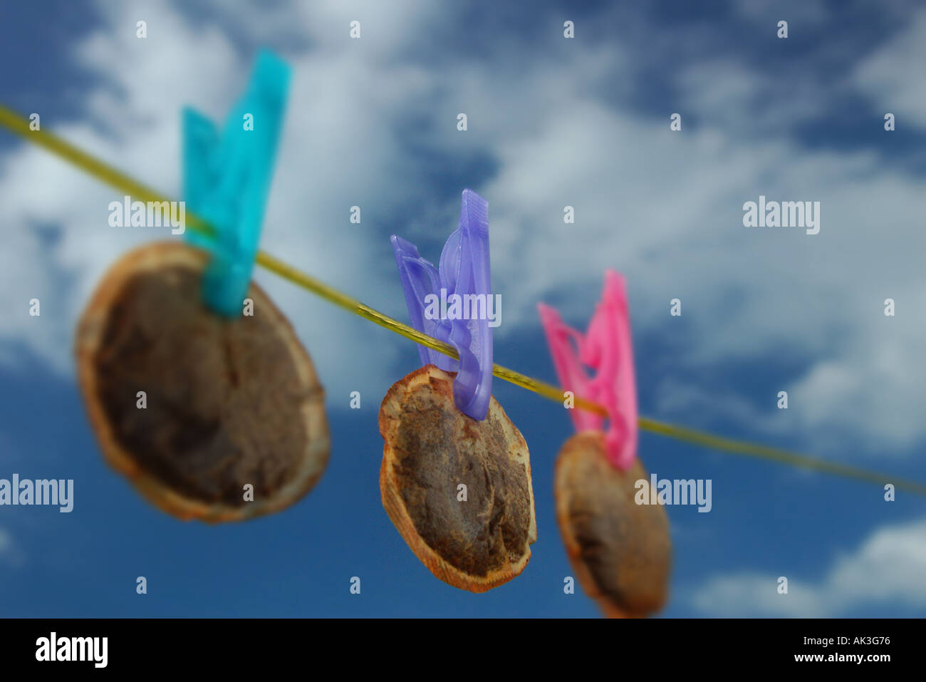 Drying Tea Bags High Resolution Stock Photography and Images - Alamy