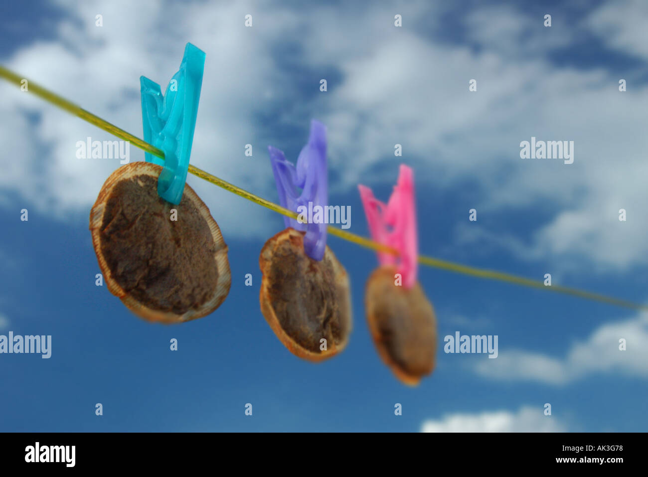 Tea Bags Drying on a washing line for re use Stock Photo - Alamy