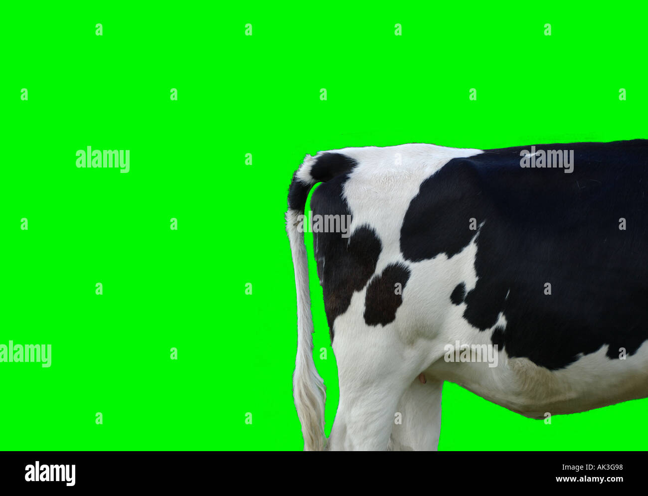 Rear End of a Cow with Lime green Background Stock Photo - Alamy