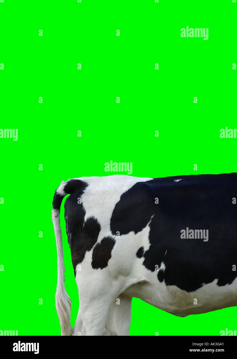Rear end dairy cow hi-res stock photography and images - Alamy