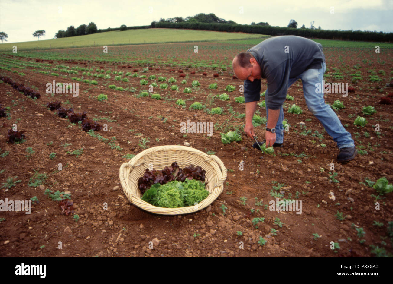 Harvesting lettuces hi-res stock photography and images - Alamy