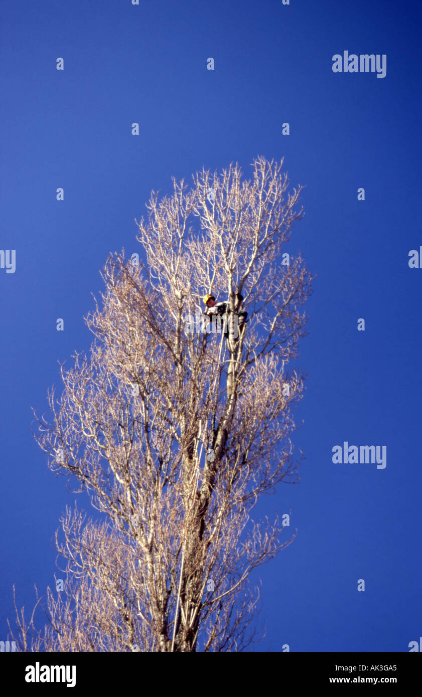 Large poplar hi-res stock photography and images - Alamy