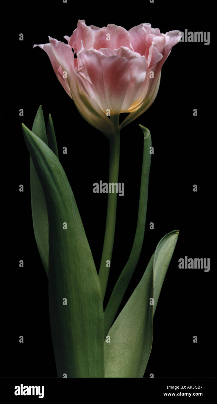 Double tulip flower hi-res stock photography and images - Alamy