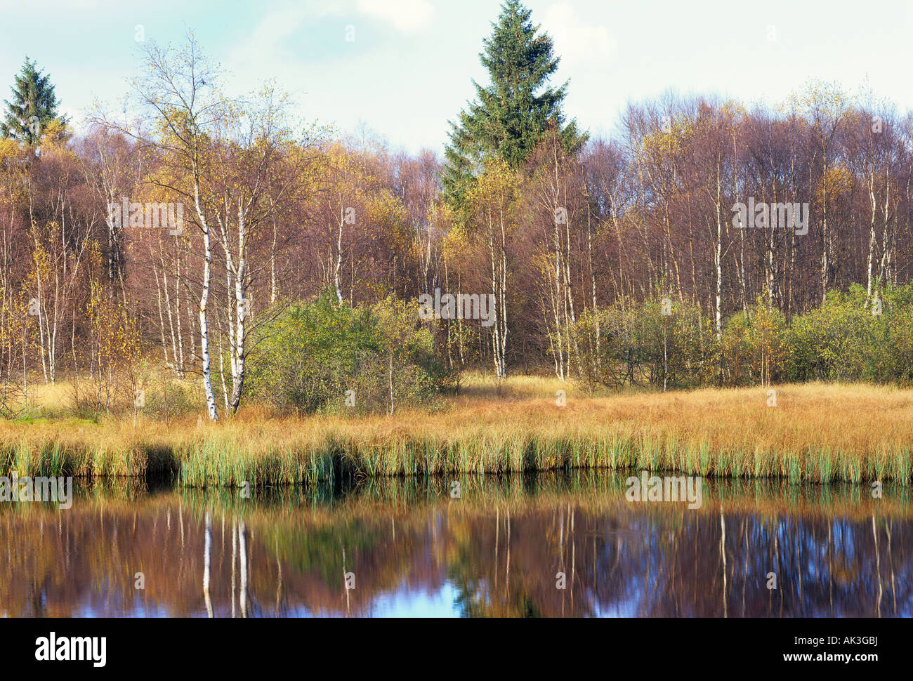 "Rotes Moor" red moor in the "Rhön Stock Photo - Alamy