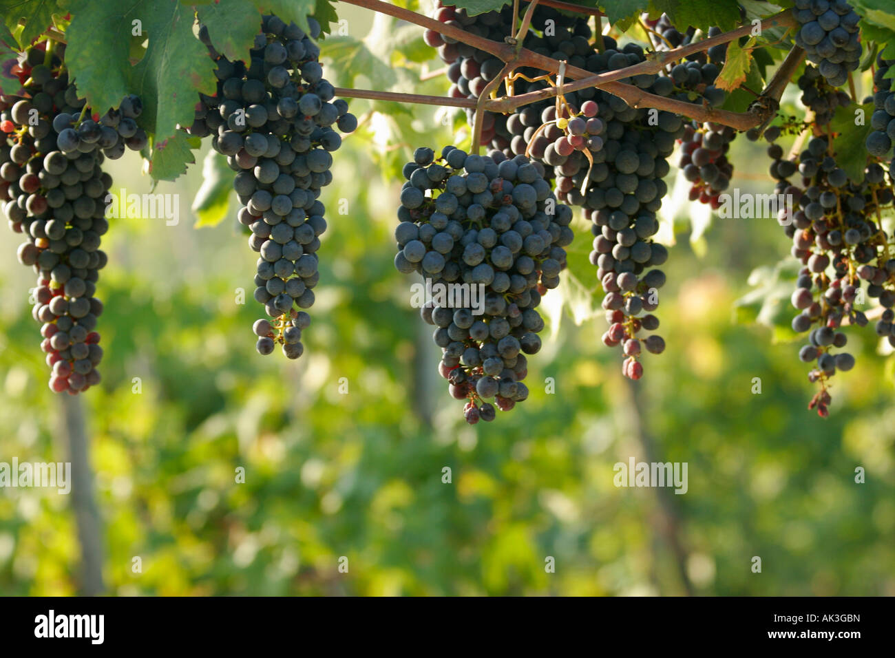 Verduno hi-res stock photography and images - Alamy
