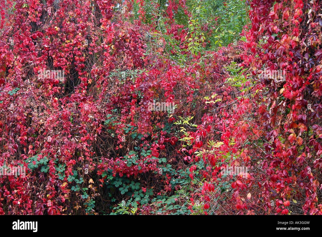 Shrub in bright fall colours Stock Photo - Alamy