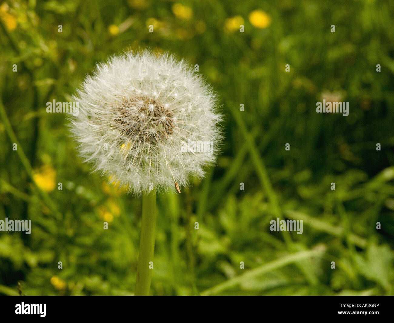 Dandelion seed head growing naturally in grass Stock Photo - Alamy