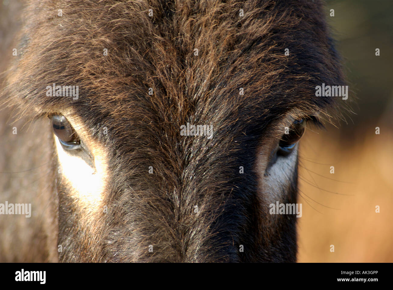 Face of a donkey Stock Photo - Alamy