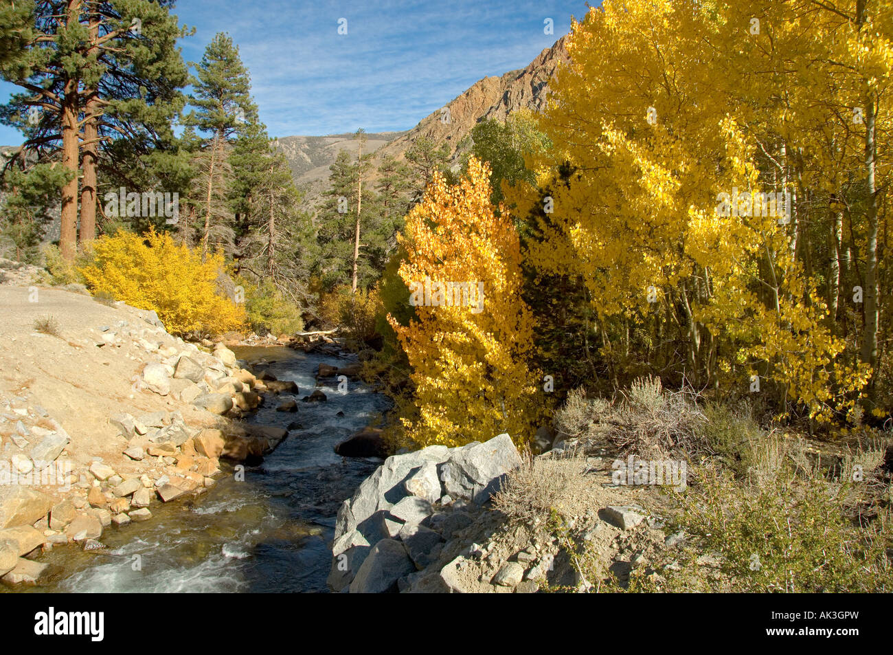 Lone aspen mountain hi-res stock photography and images - Alamy