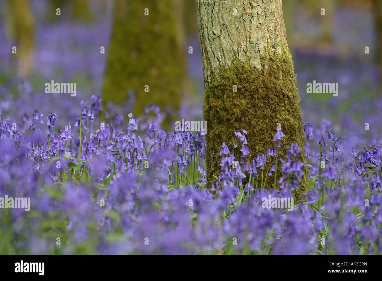 Bluebell way hi-res stock photography and images - Alamy