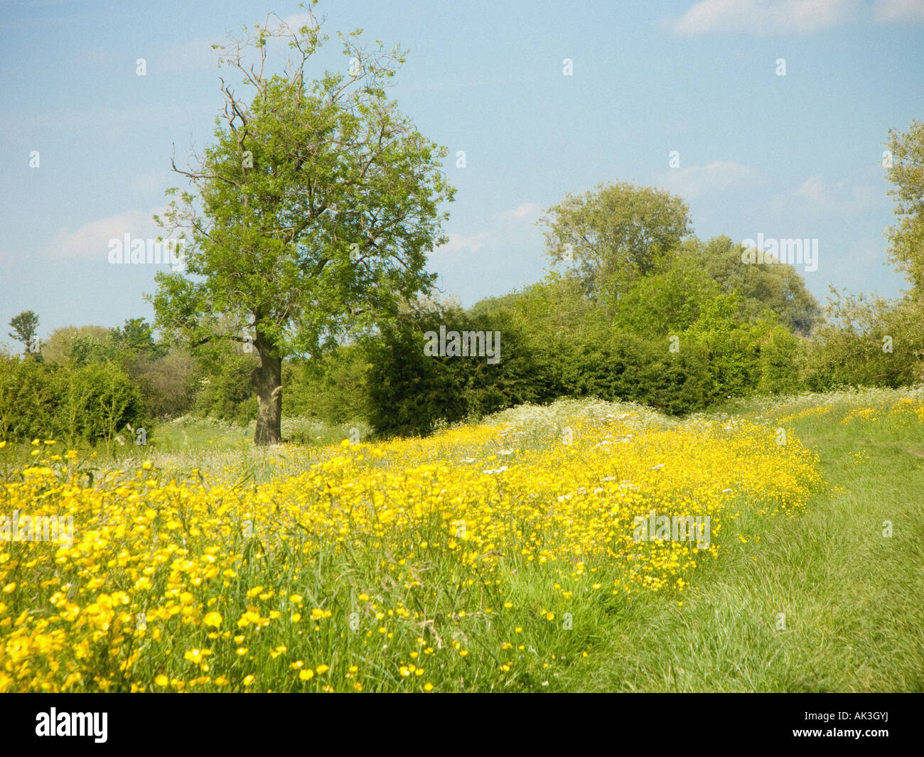 Rewilded meadow hi-res stock photography and images - Alamy