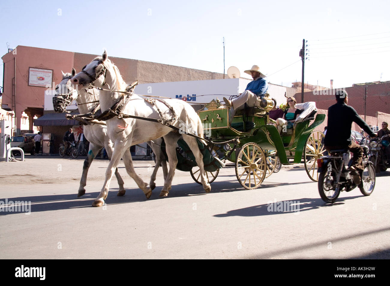 Arabian berber horse hi-res stock photography and images - Alamy