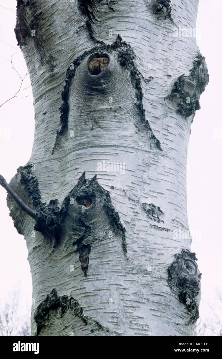 Trunk of Silver Birch Tree Stock Photo - Alamy