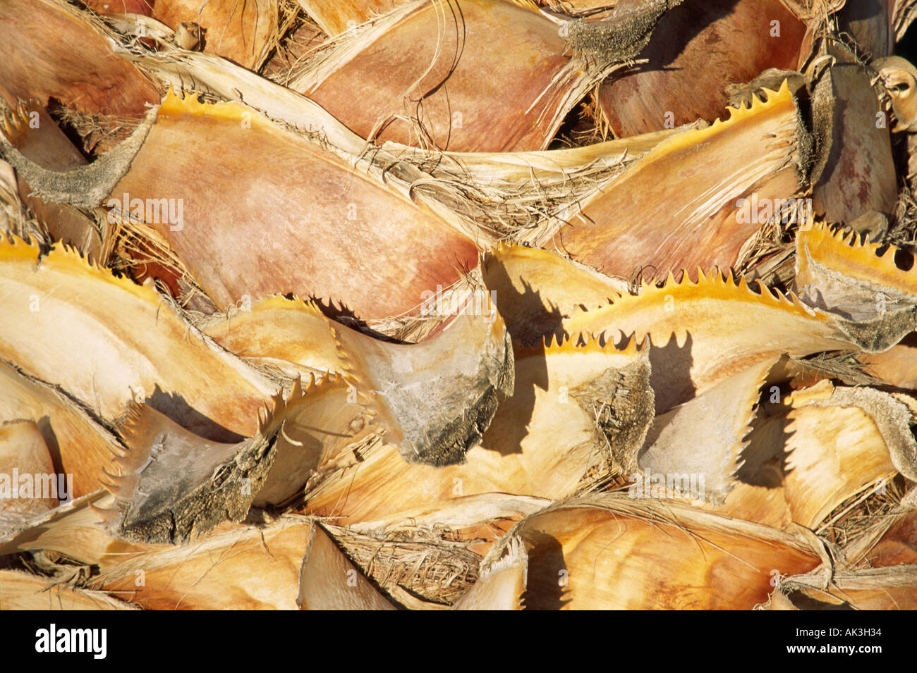 Close up View of Palm Tree Stem Horizontal Format Stock Photo - Alamy