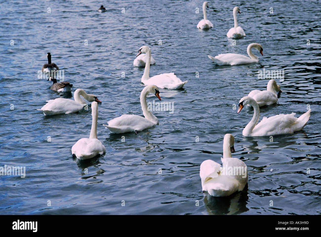 Group of Swans on Lake Stock Photo - Alamy