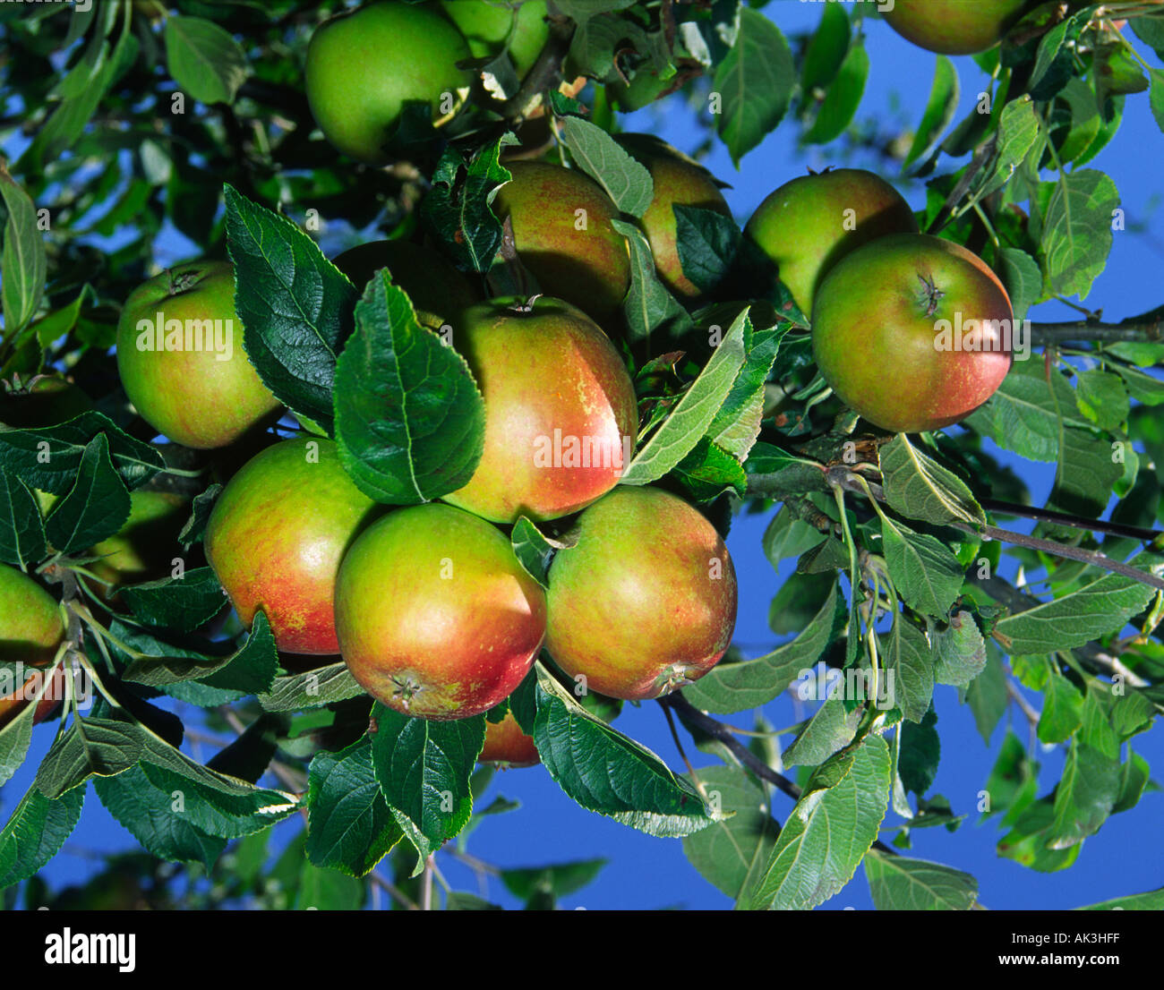 Ripe apple on a tree in devon hi-res stock photography and images - Alamy