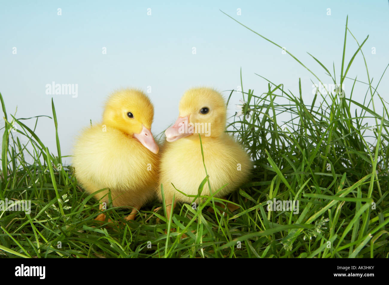 Duck duckling two birds hi-res stock photography and images - Alamy