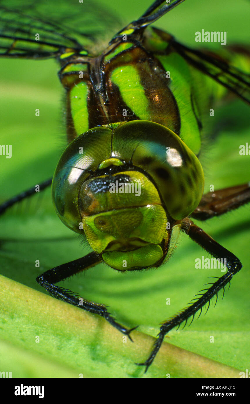 Dragonfly mouth hi-res stock photography and images - Alamy