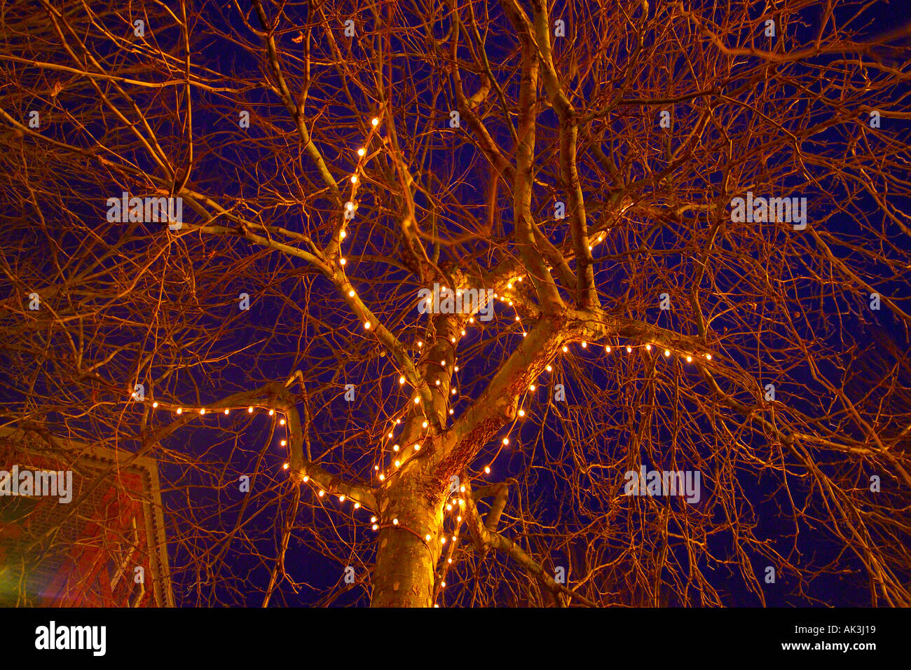 Looking up at a bare deciduous tree canopy adorned with fairy lights ...