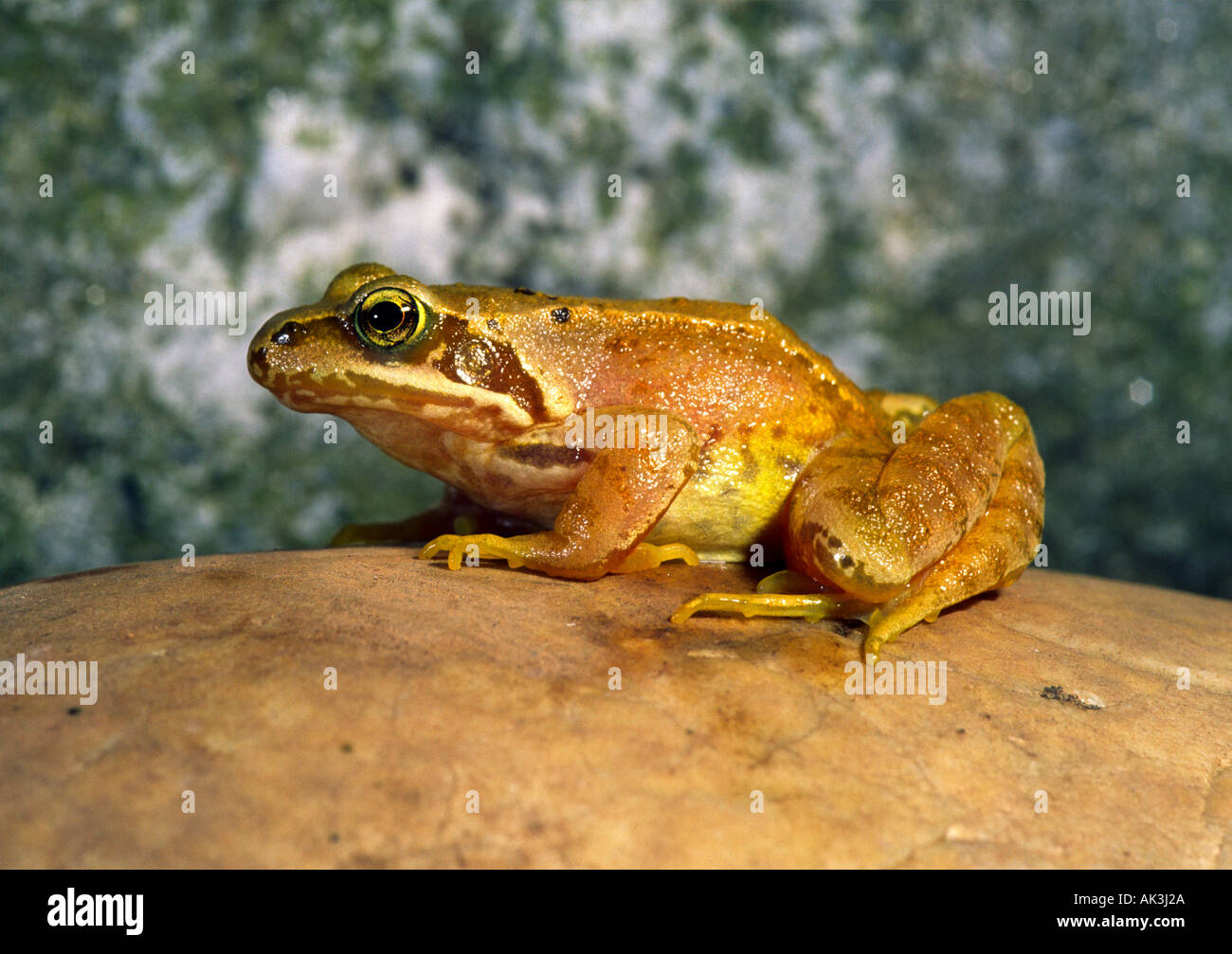 Summer frog uk garden hi-res stock photography and images - Alamy