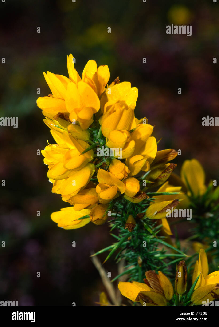 Gorse spines hi-res stock photography and images - Alamy
