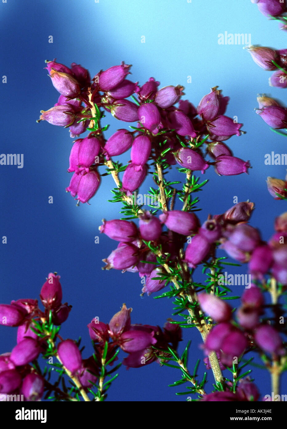 Bell heather Devon Stock Photo - Alamy