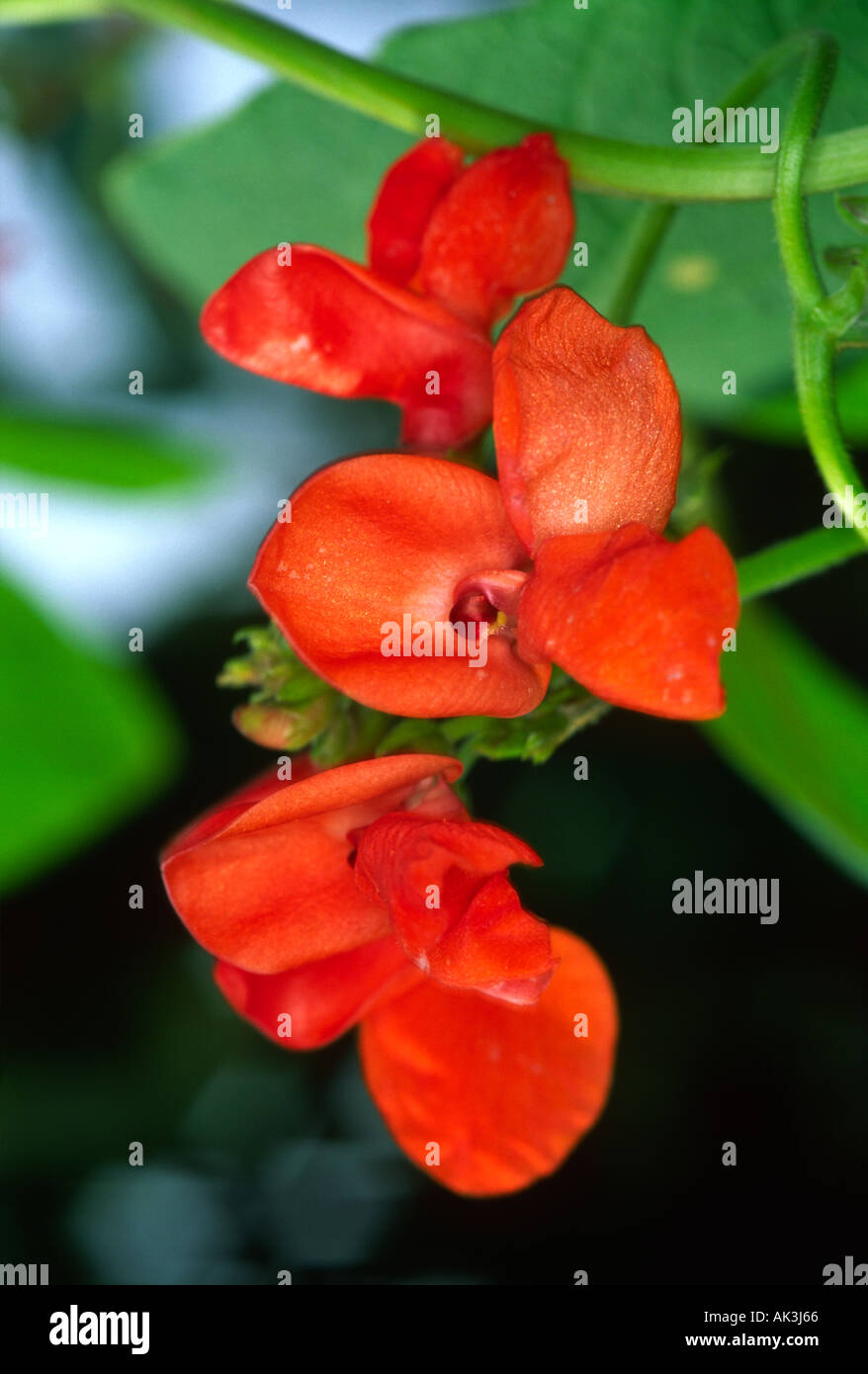 Legumes bean climbing bean runner hi-res stock photography and images ...