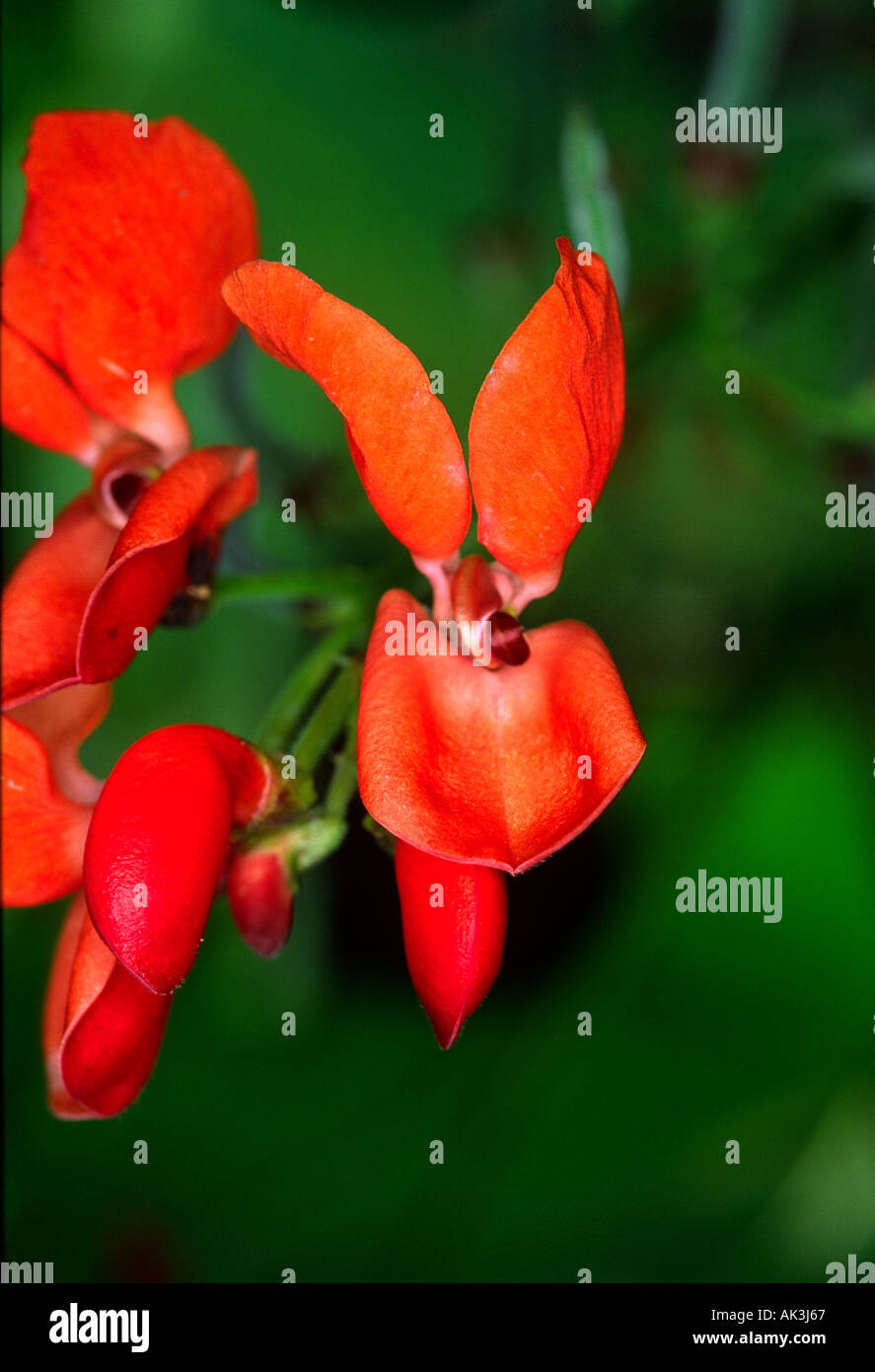 Stringy flowers hi-res stock photography and images - Alamy