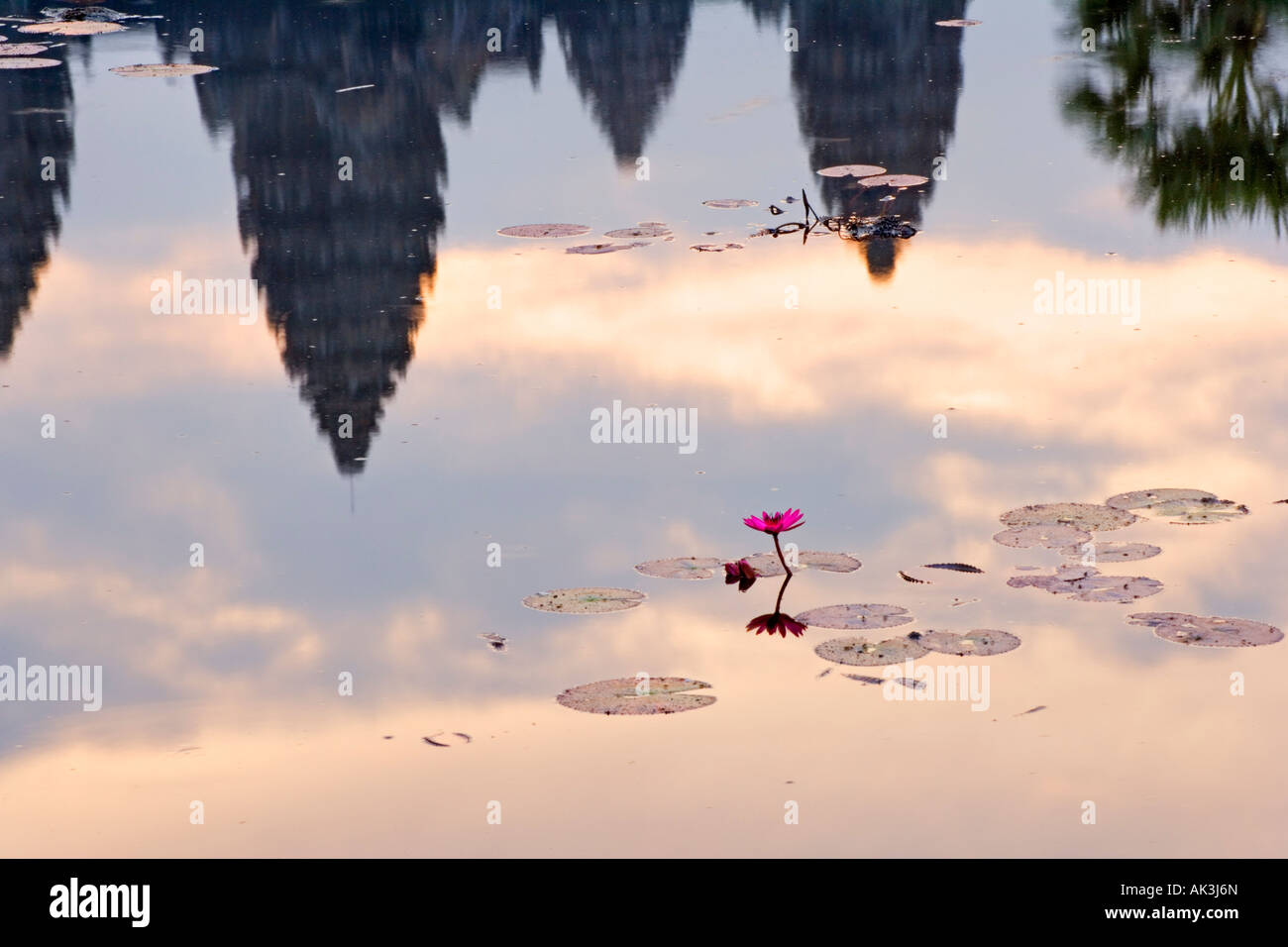 Reflections of towers at sunrise, lotus flower, Angkor Wat, Angkor ...