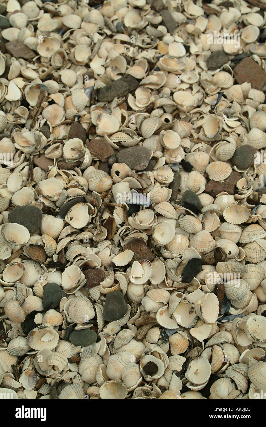 Sea shells on the sea shore Stock Photo - Alamy