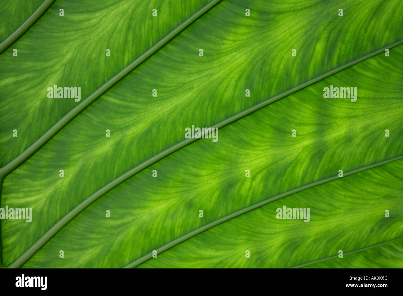 Banana leaf 4 at Royal Botanic Gardens Kew, London Stock Photo - Alamy