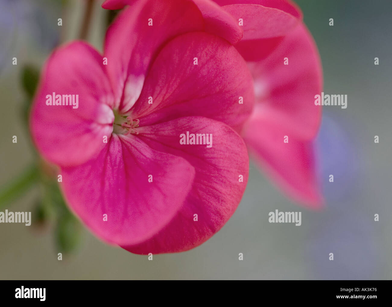 Deep pink geranium hi-res stock photography and images - Alamy