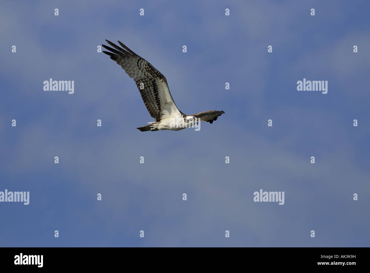 An Osprey in Flight Stock Photo - Alamy