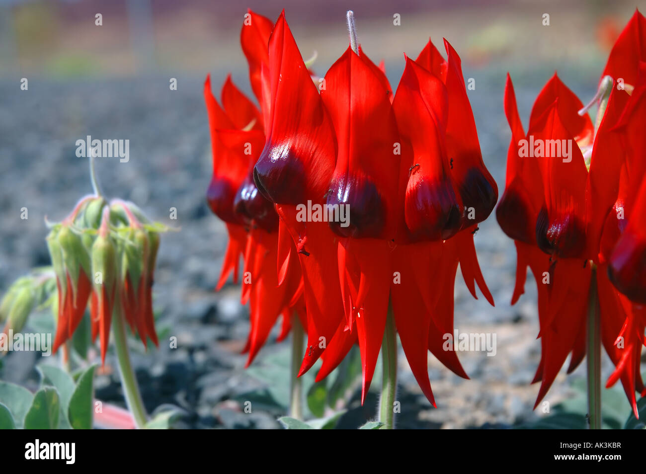 Australian native desert plants hi-res stock photography and images - Alamy