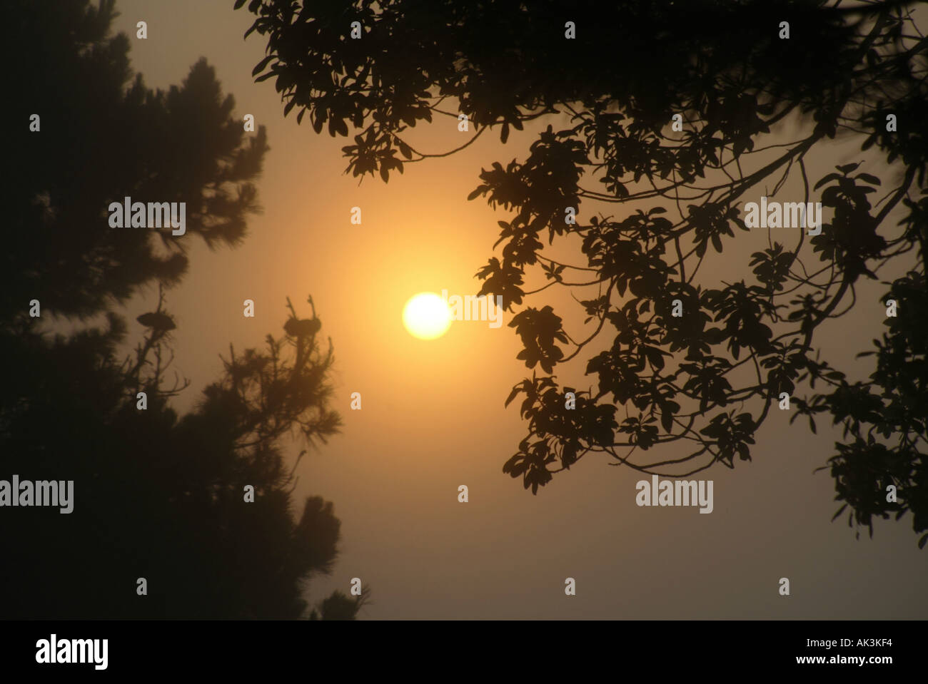 The rising sun is shrouded by morning mist in Laguna Niguel California ...
