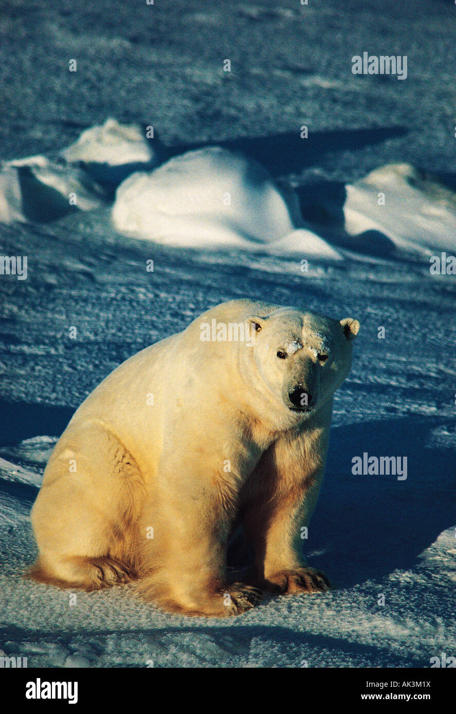 Polar bear photograph hi-res stock photography and images - Alamy