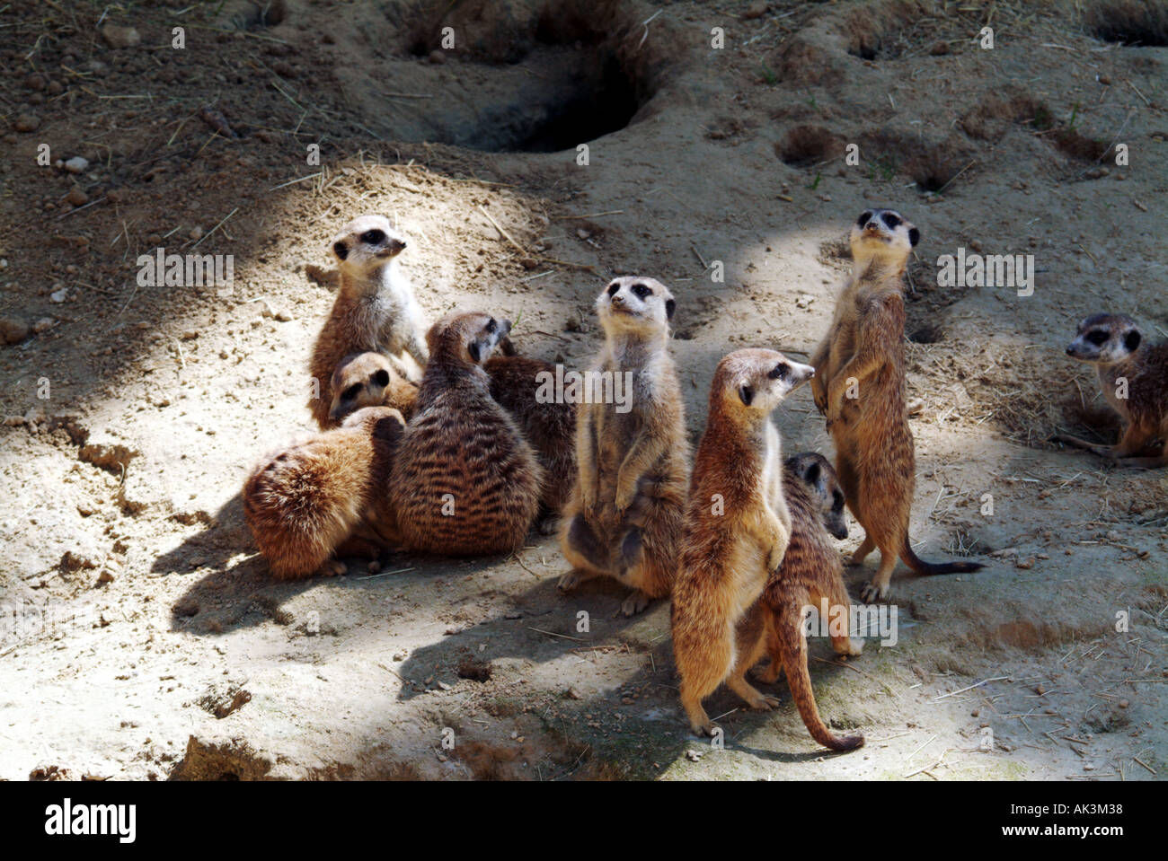 Baby meerkat behaviour hi-res stock photography and images - Alamy