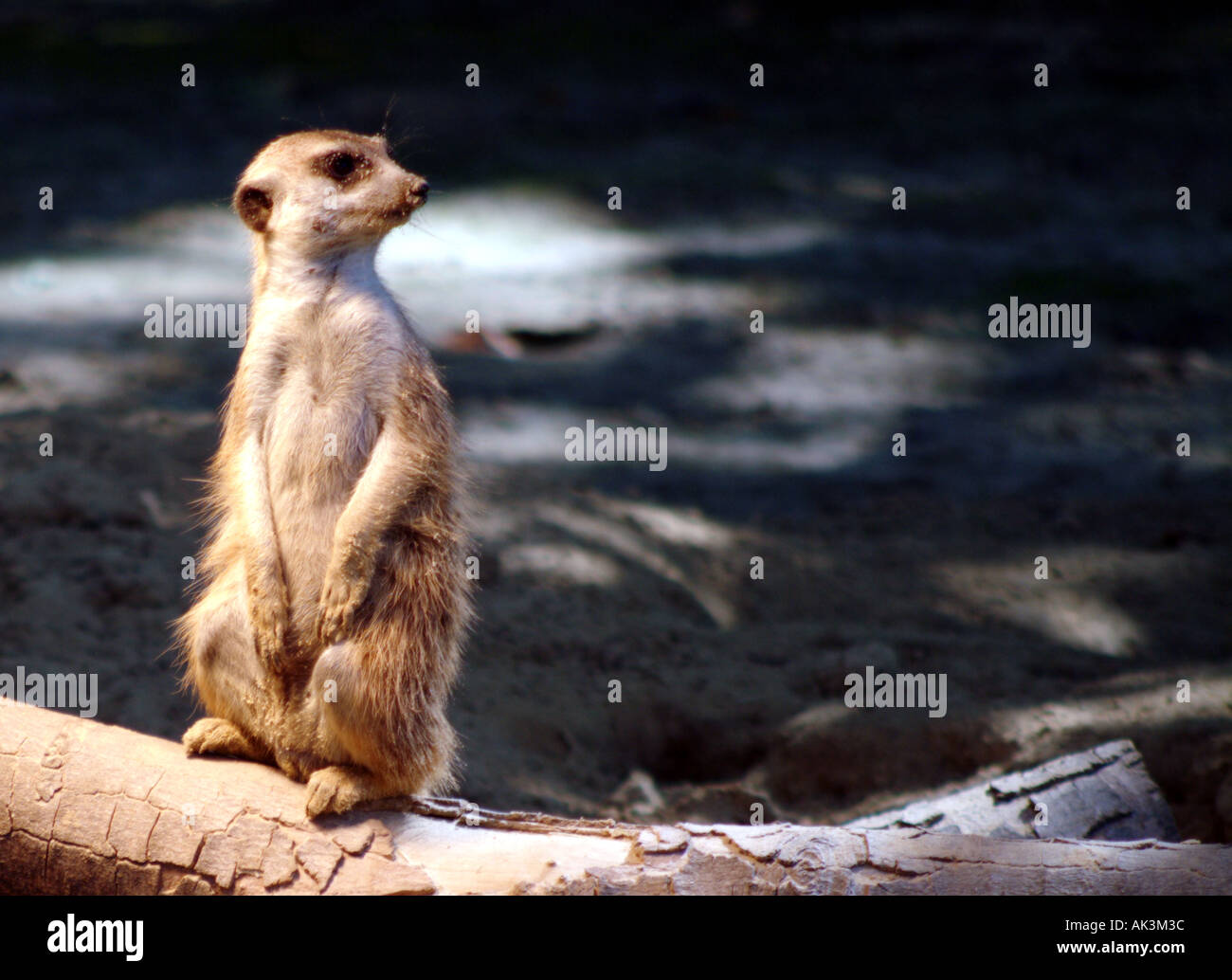 Baby meerkat behaviour hi-res stock photography and images - Alamy