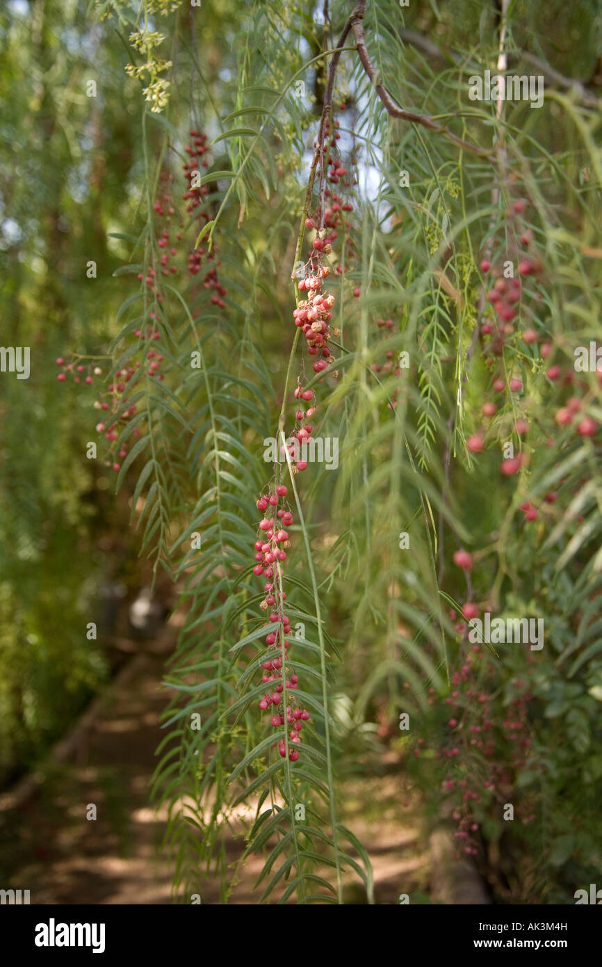 North african spice hi-res stock photography and images - Alamy