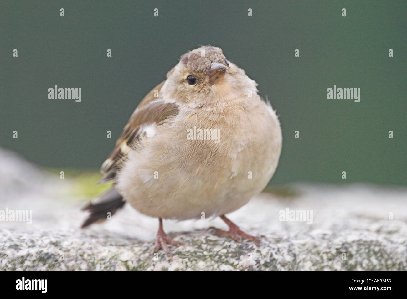 Lonely fledgling hi-res stock photography and images - Alamy