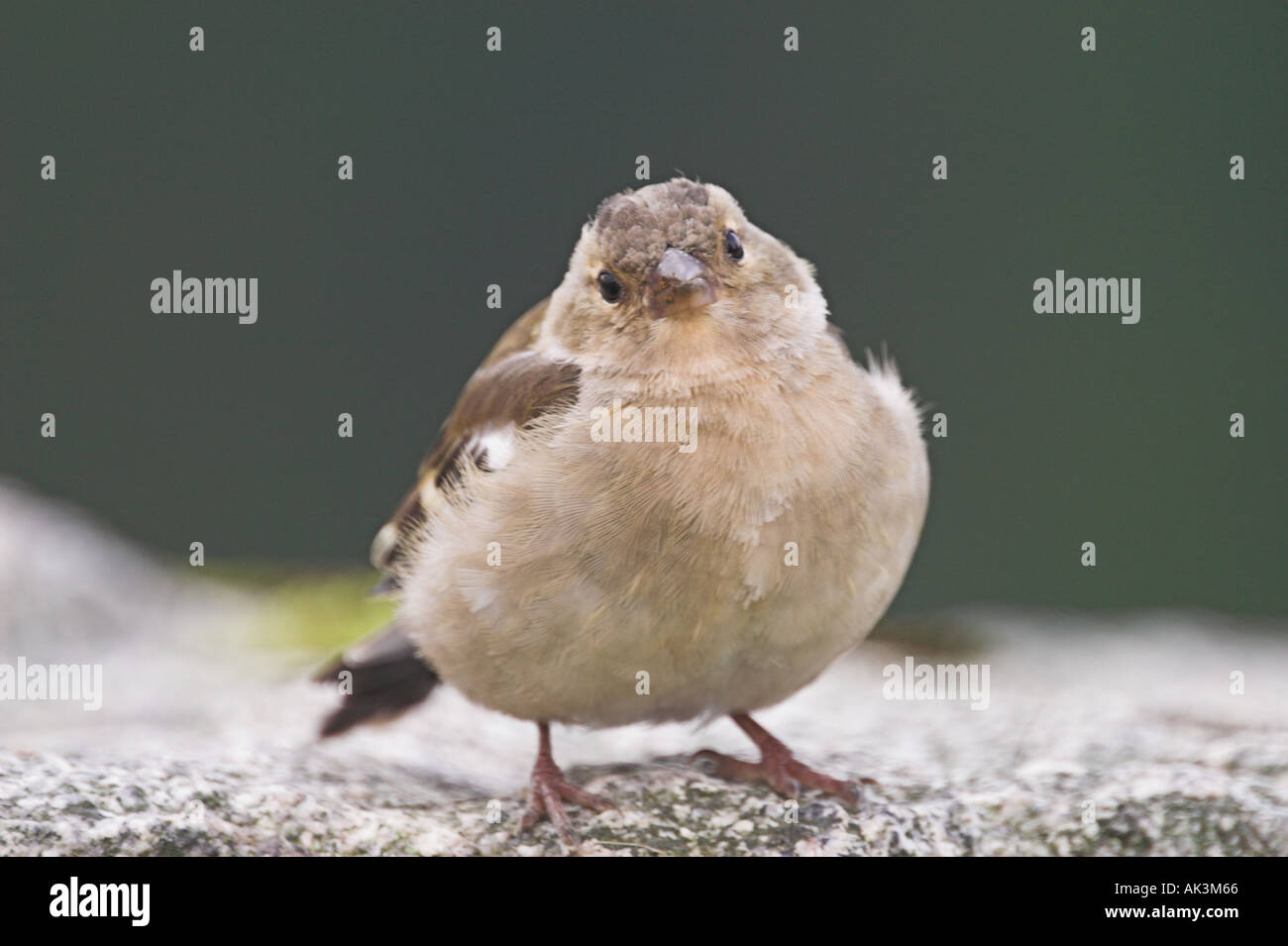 Fledgling Chaffinch High Resolution Stock Photography and Images - Alamy