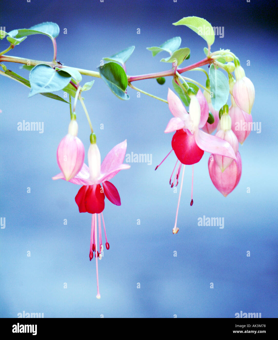 Fuchsia hang plant hi-res stock photography and images - Alamy