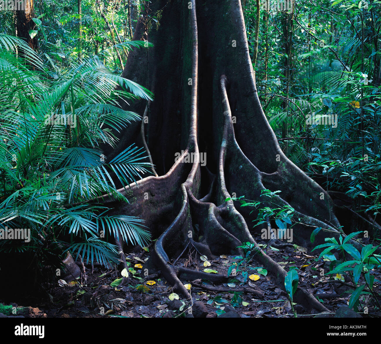 Fig tree exposed roots ficus hi-res stock photography and images - Alamy