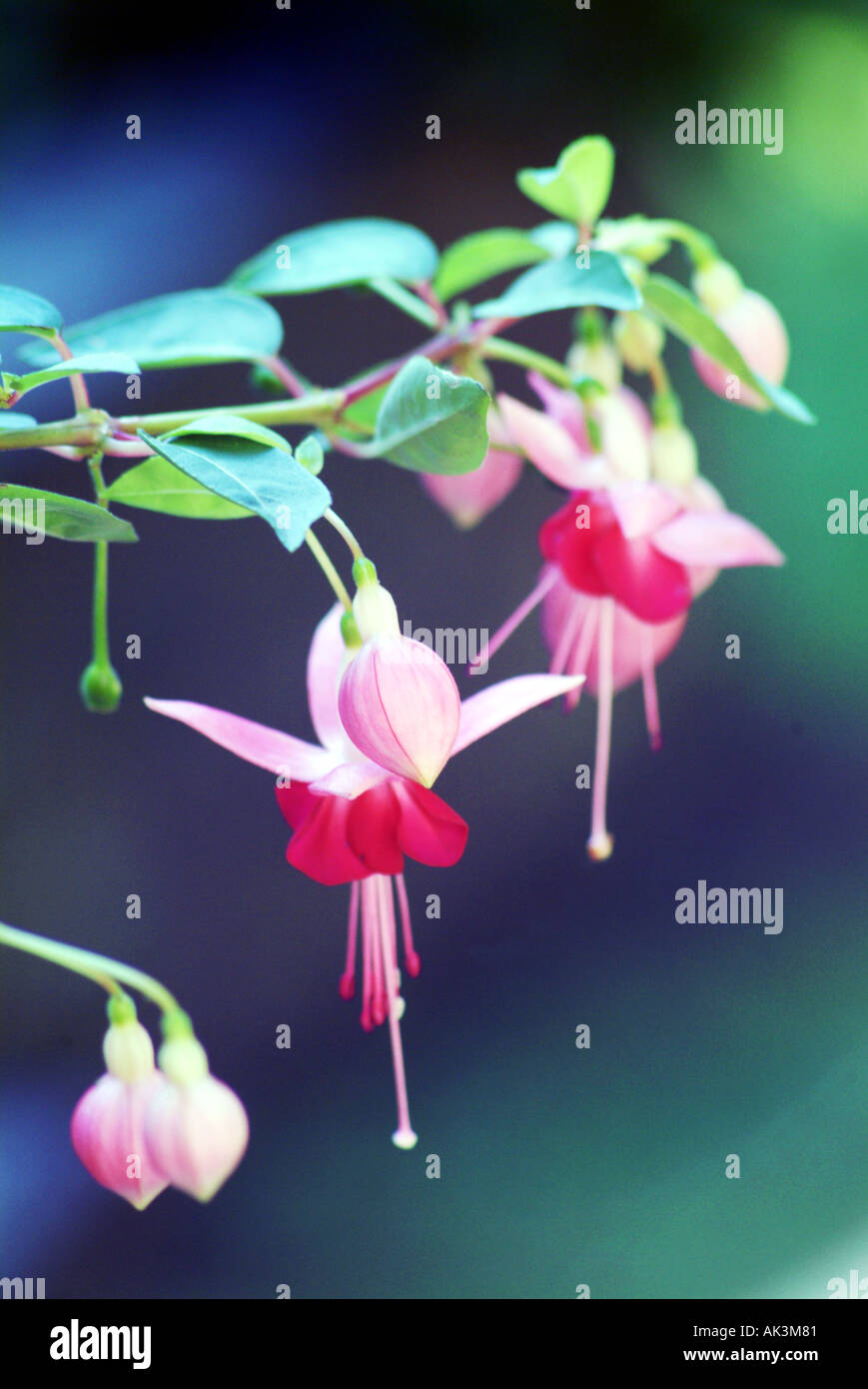 Fuchsia hang plant hi-res stock photography and images - Alamy