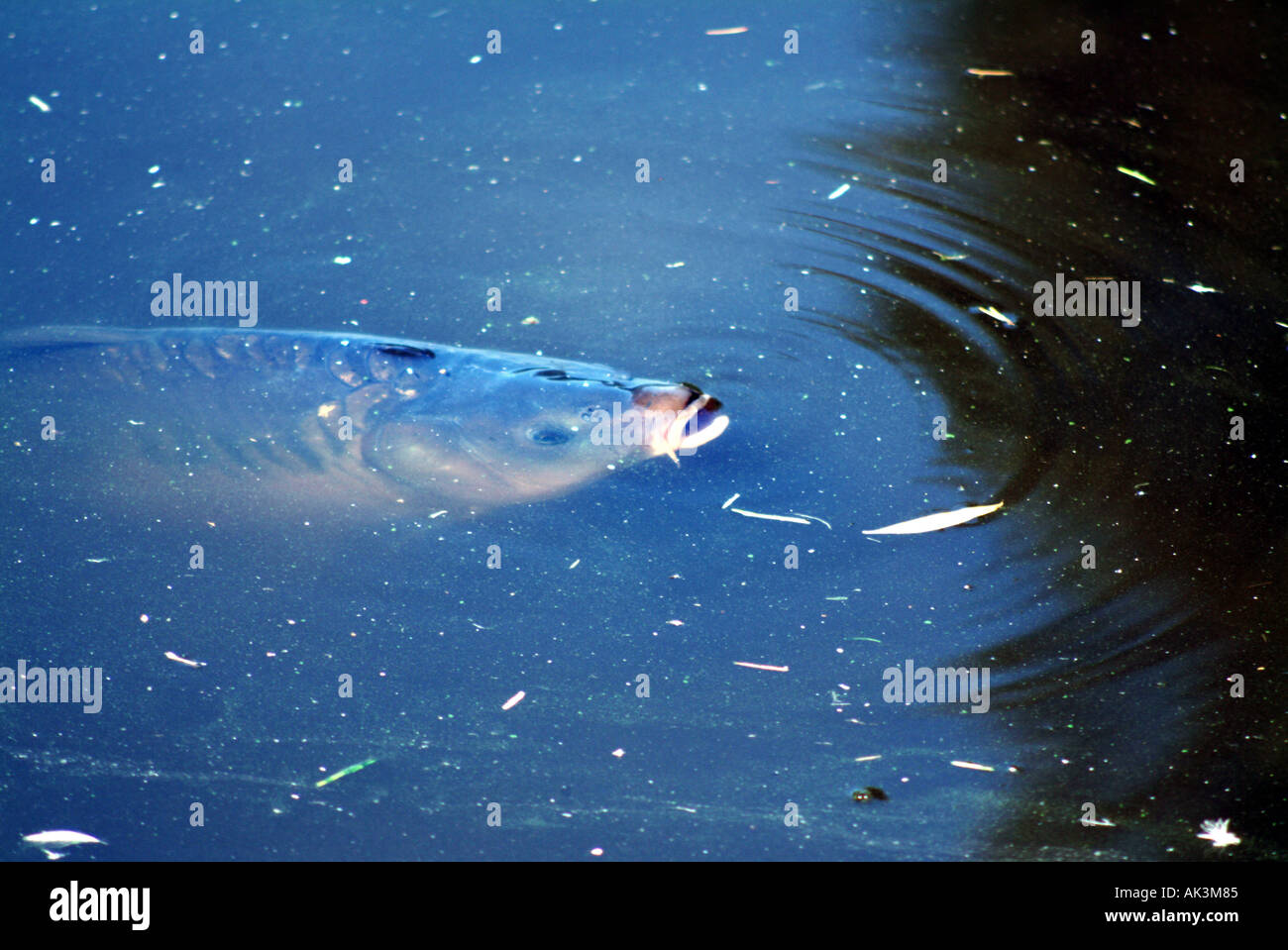 Gasping fish hi-res stock photography and images - Alamy