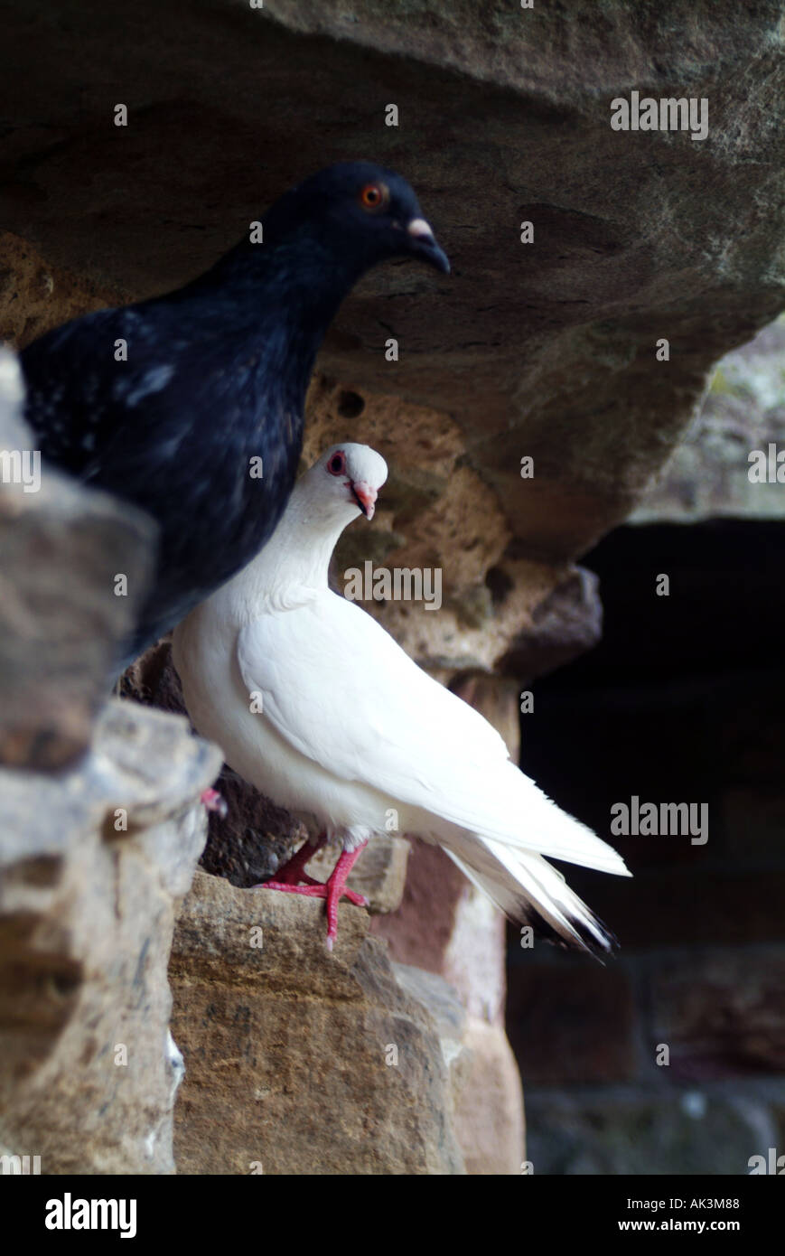 Pair white doves in hi-res stock photography and images - Alamy