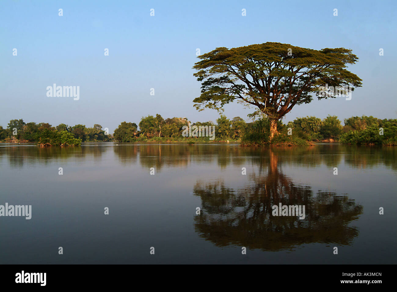 A large tree on a small island in the Mekong Delta region of Laos Stock ...